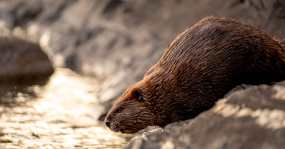 Beaver Rewilding — ACCIDENTAL GODS