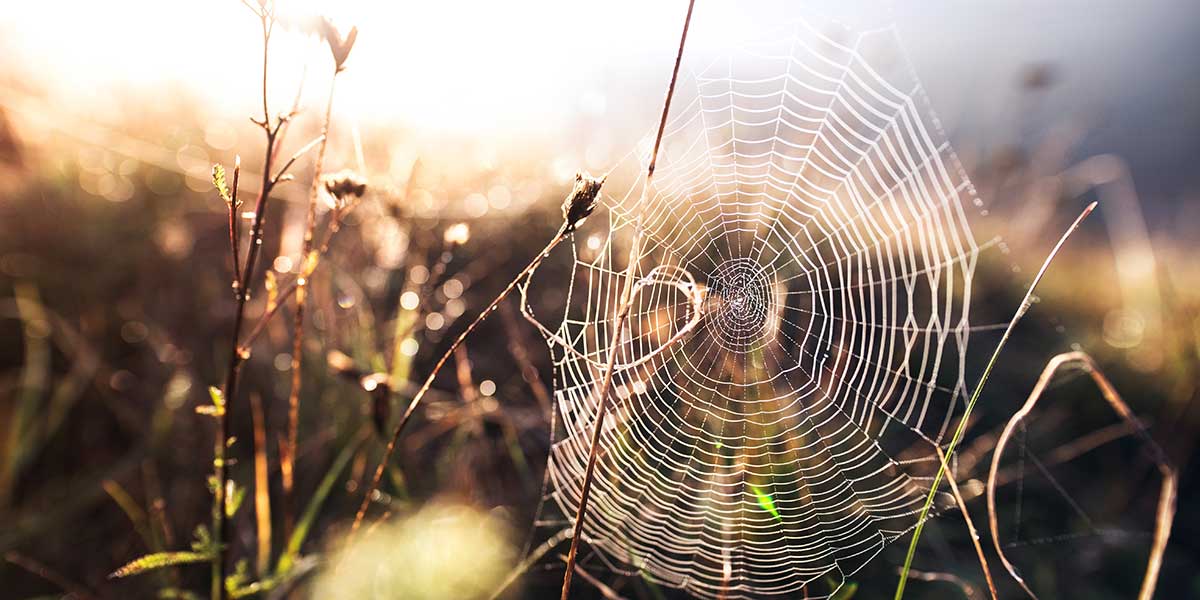 The Web of Life & New Tech Webs – A Beautiful Connection? With Monty ...