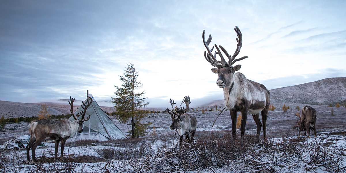 Of Reindeer, Donkeys and the verb that is Water. Stories of climate ...