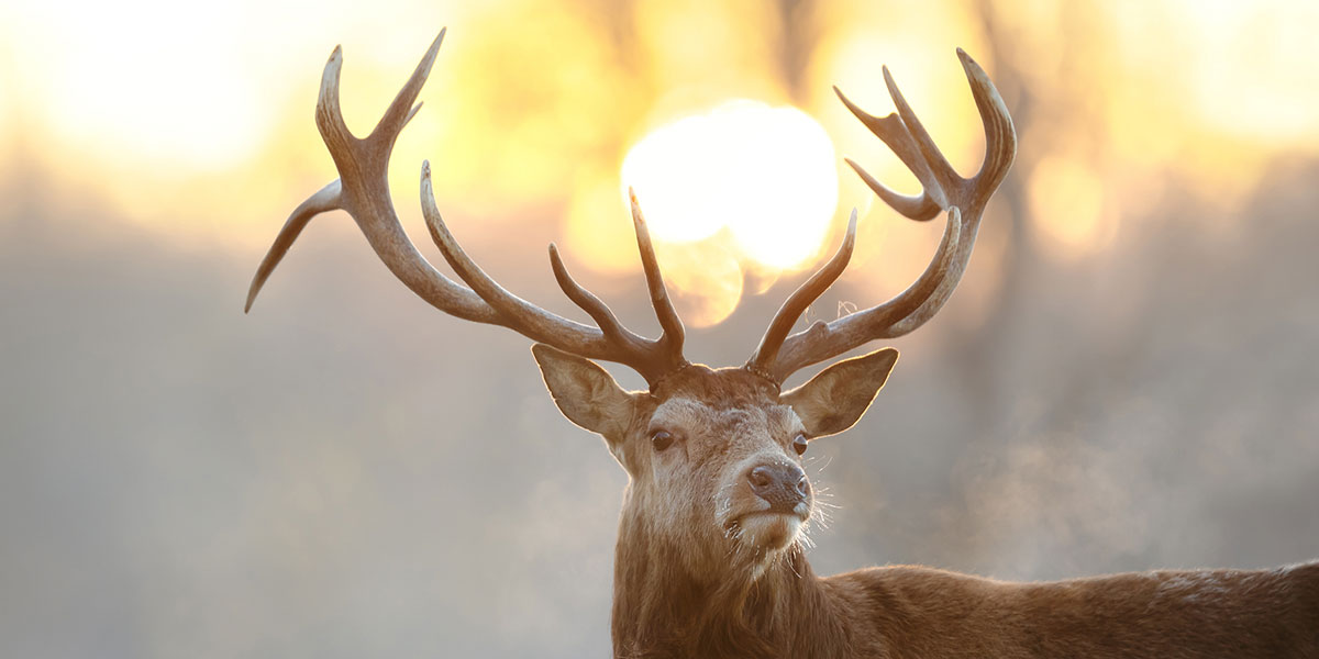 Living through the Death of Democracy: Manda's thoughts on love ...